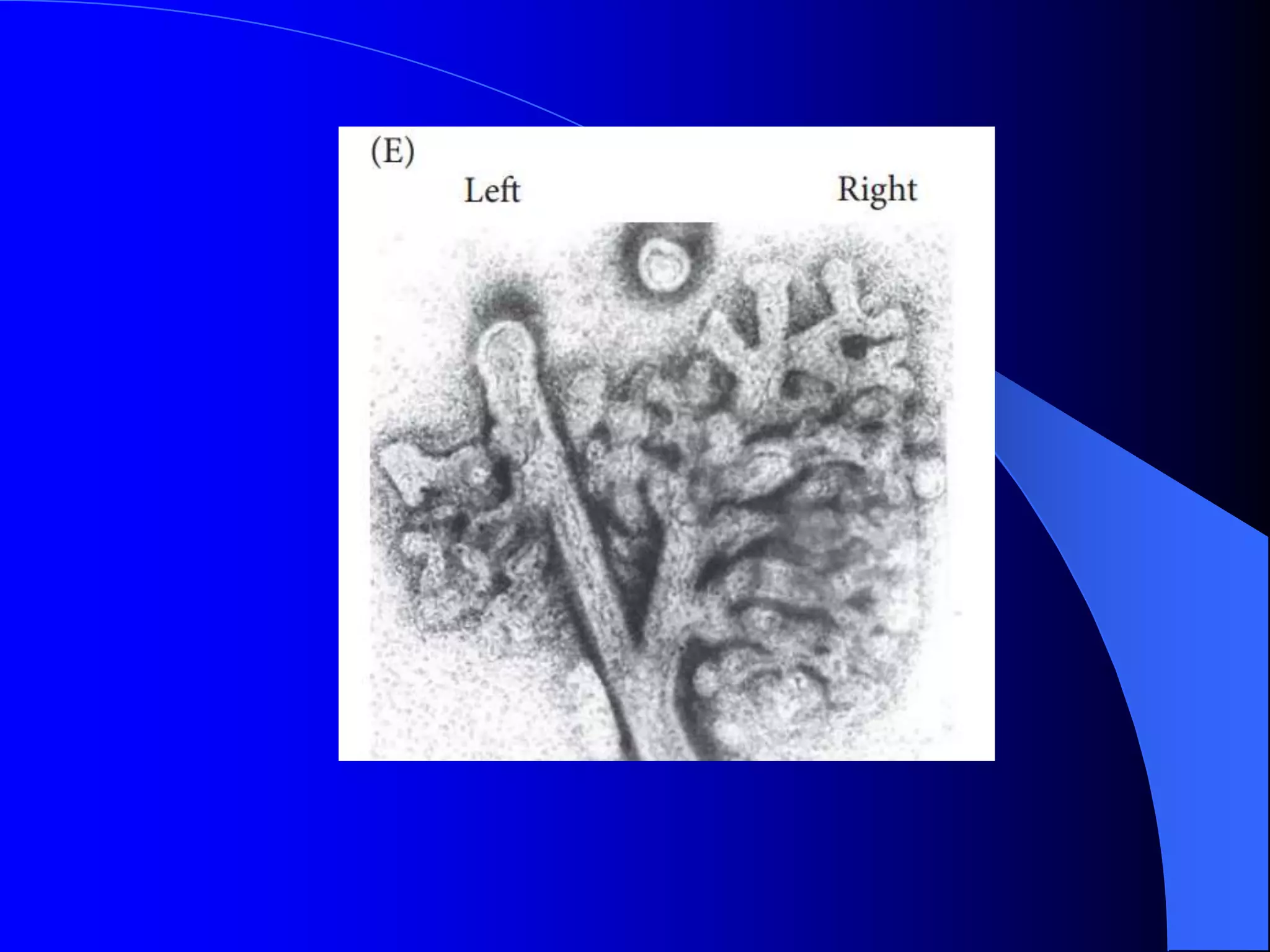 9 - Endodermal derivatives-53.ppt