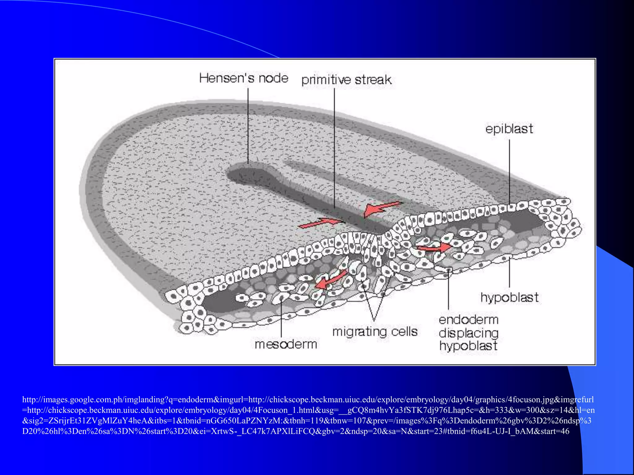 9 - Endodermal derivatives-53.ppt