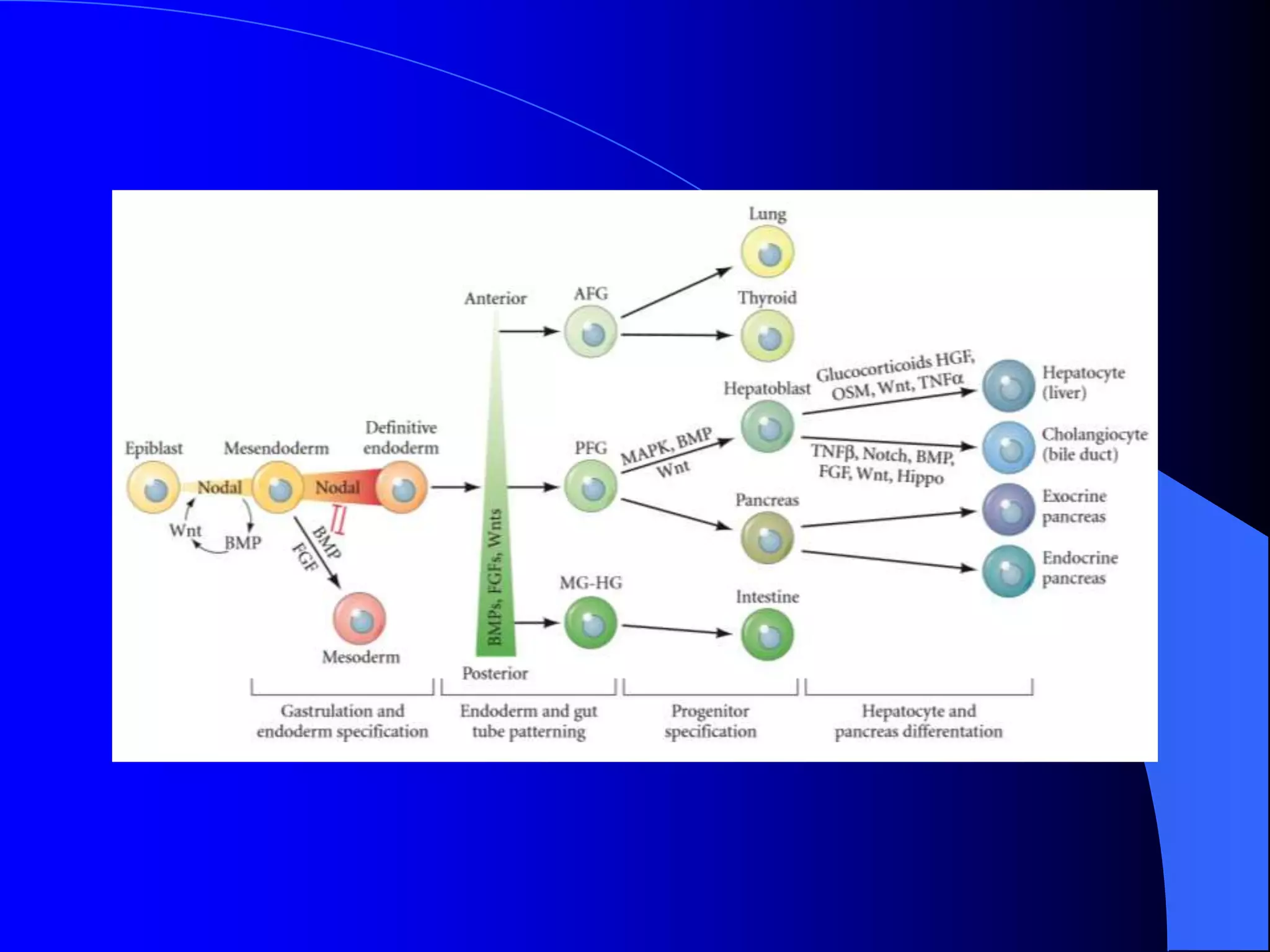 9 - Endodermal derivatives-53.ppt