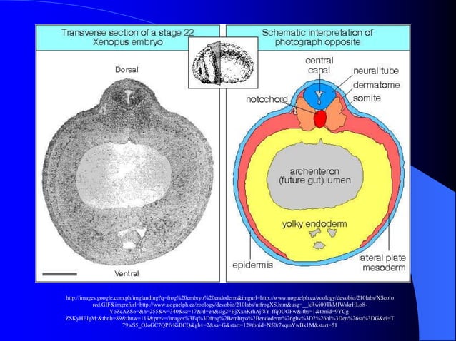 9 - Endodermal derivatives-53.ppt