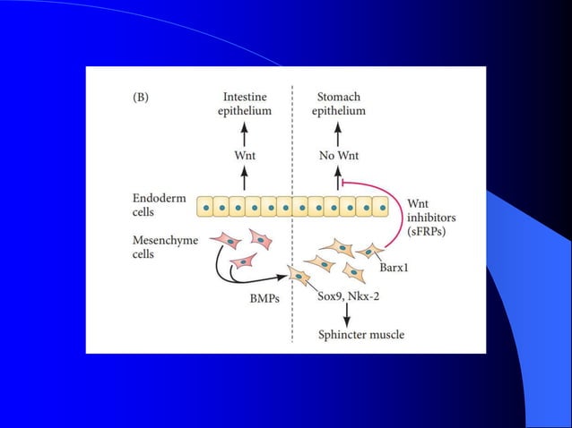 9 - Endodermal derivatives-53.ppt