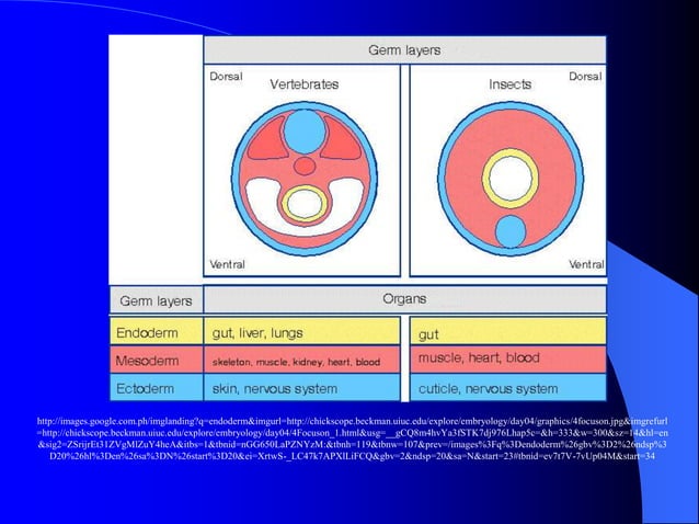 9 - Endodermal derivatives-53.ppt