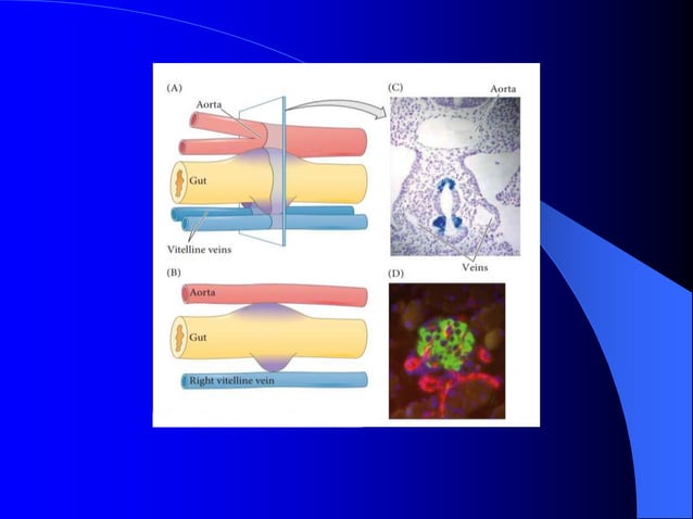 9 - Endodermal derivatives-53.ppt