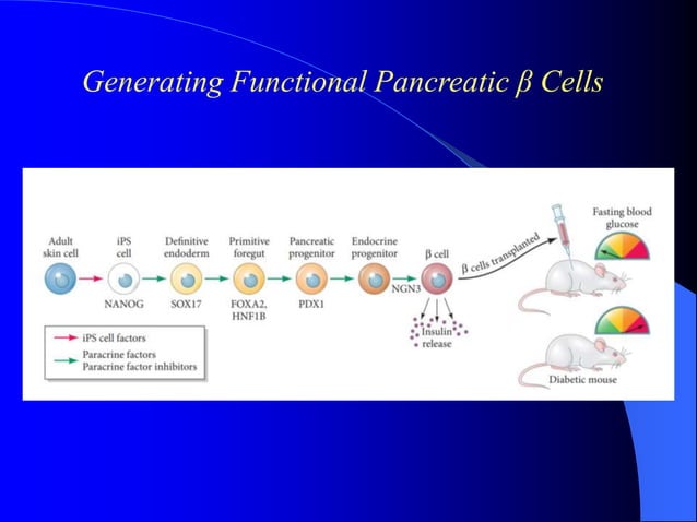 9 - Endodermal derivatives-53.ppt