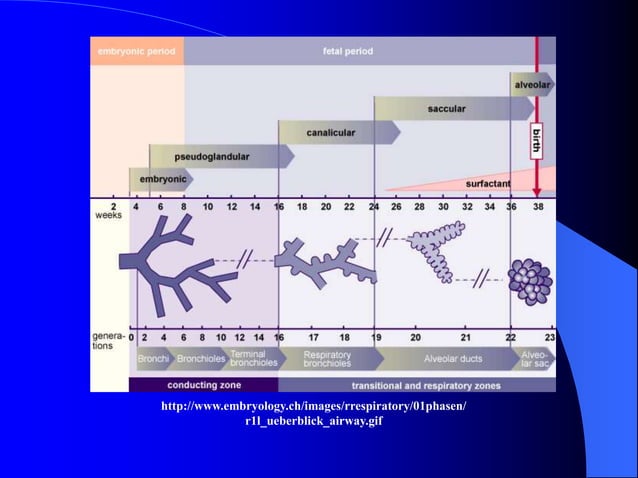 9 - Endodermal derivatives-53.ppt