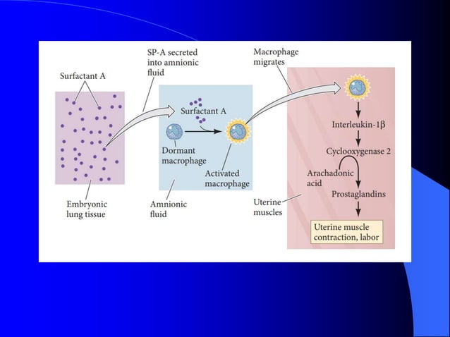 9 - Endodermal derivatives-53.ppt