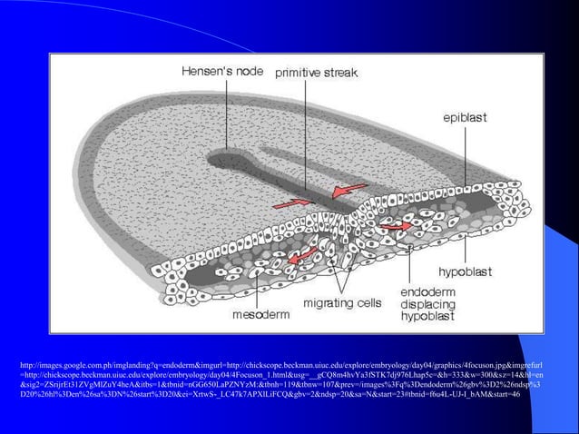9 - Endodermal derivatives-53.ppt