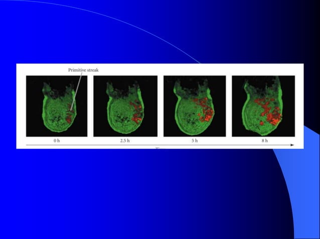 9 - Endodermal derivatives-53.ppt