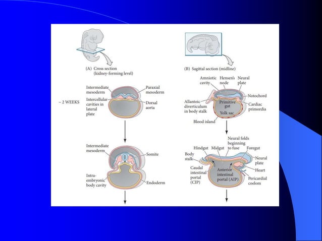 9 - Endodermal derivatives-53.ppt