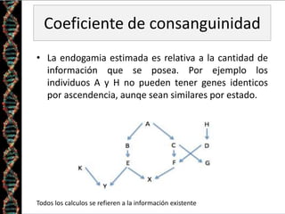 9 endogamia | PPTX