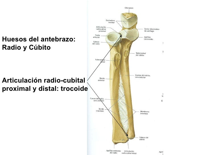 9. enf extremidad superior 2010