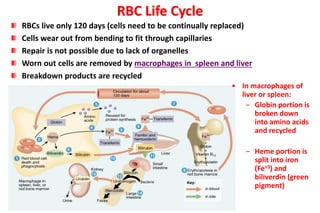 9- Erythropoiesis 2018.pdf detailed view | PDF