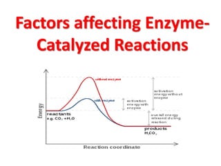 Diagram Of Enzyme Catalyzed Reaction