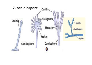 Yeast Fungi Slide