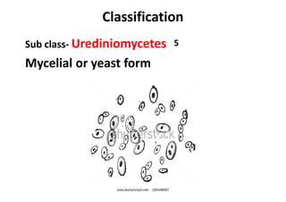 Yeast Fungi Slide