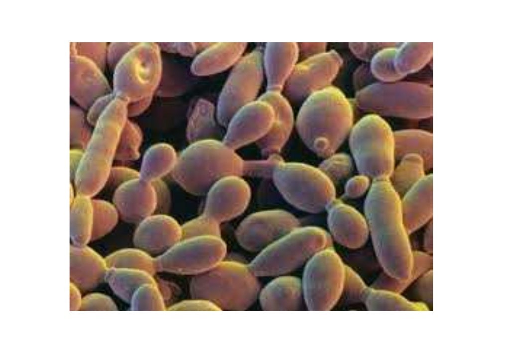 Fungi Yeast fungi-yeast