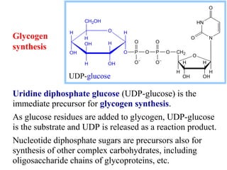 9 glycogen | PPT