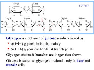 9 glycogen | PPT | Endocrine and Metabolic Diseases | Diseases and ...