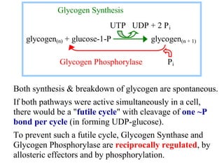 9 glycogen | PPT