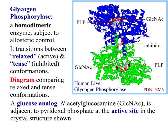 9 glycogen | PPT