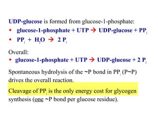 9 glycogen | PPT