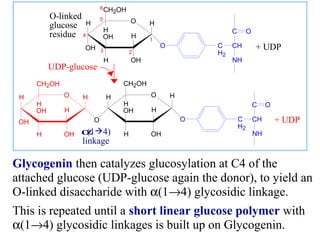 9 glycogen | PPT