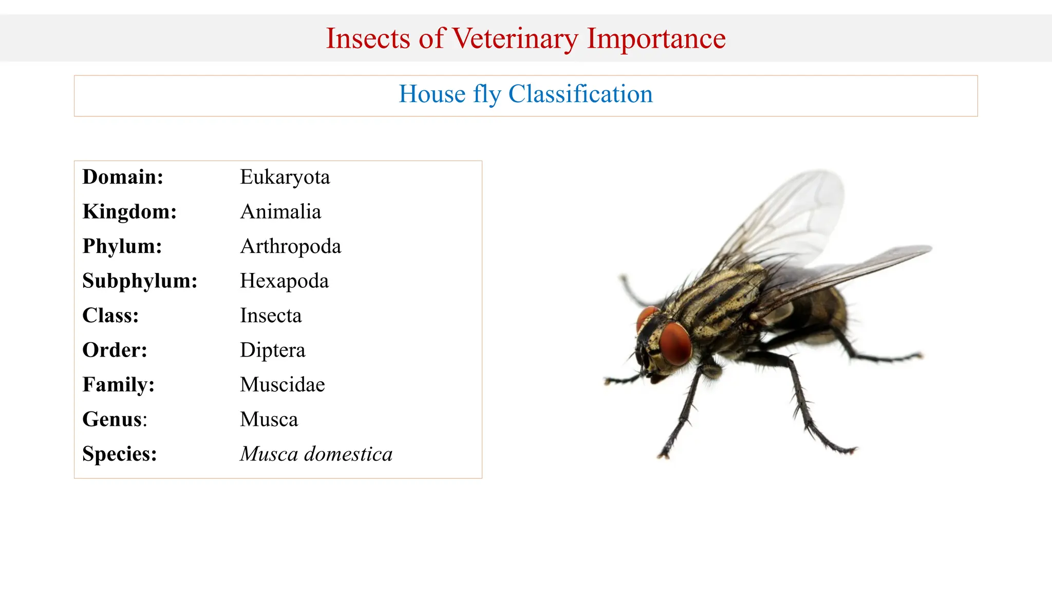 House Fly (Life cycle, Diseases and their control).pptx