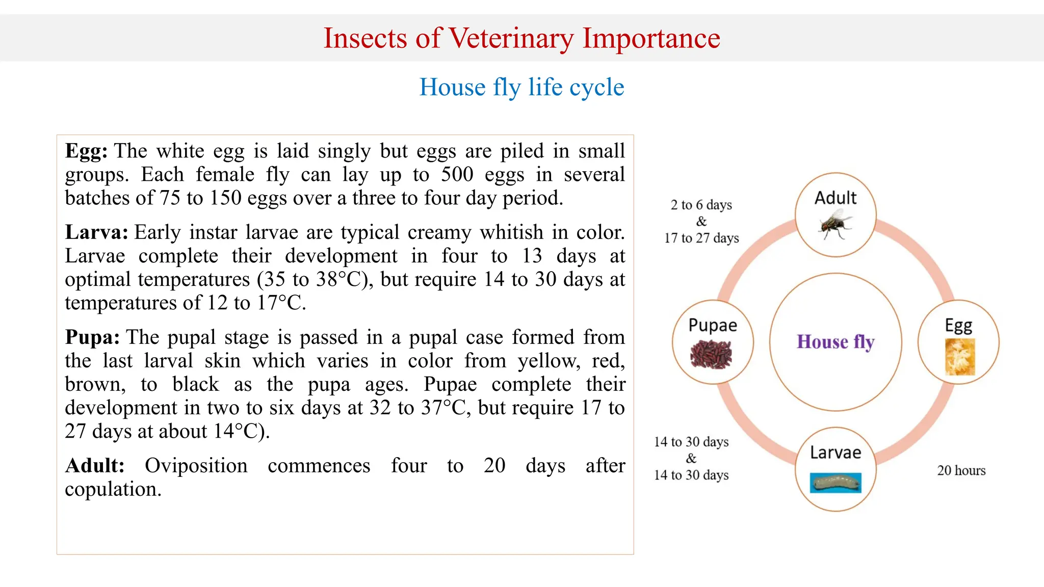 House Fly (Life cycle, Diseases and their control).pptx