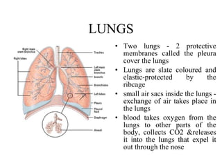 9. human body | PPT