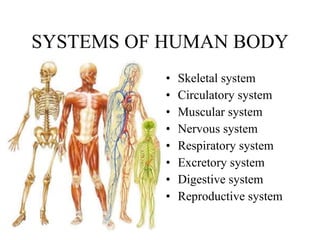9. human body | PPT