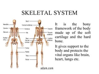 9. human body | PPT