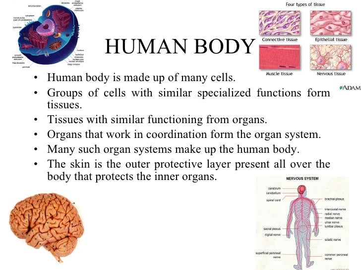 9 Human Body 9 Human Body