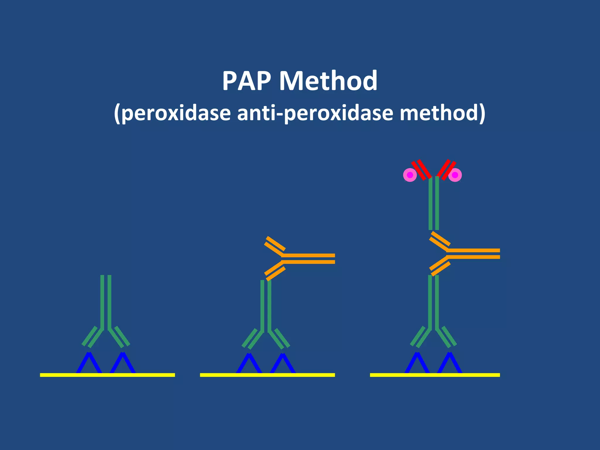 Immunohistochemistry in pathology laboratory | PPT