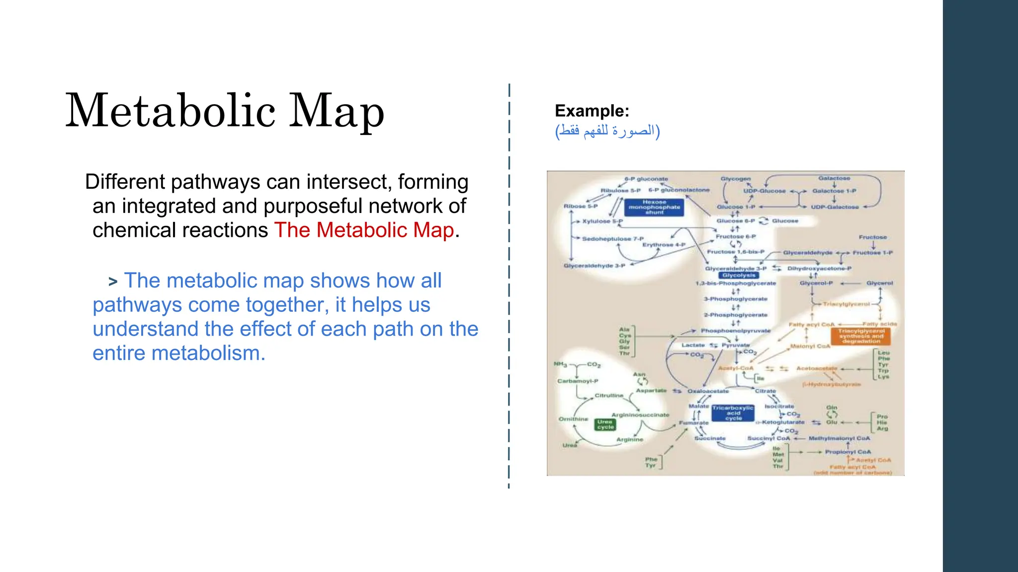 Introduction to metabolism.pptx biotechnology engineering | PPT