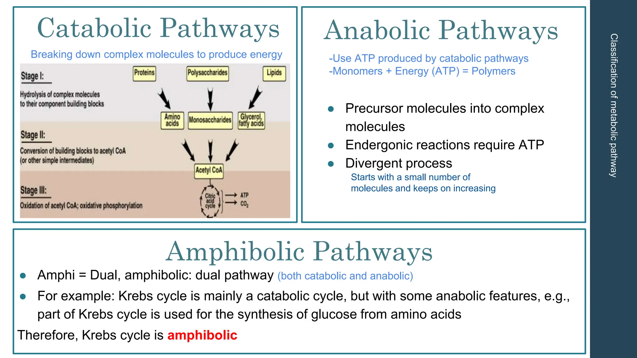 Introduction to metabolism.pptx biotechnology engineering | PPT