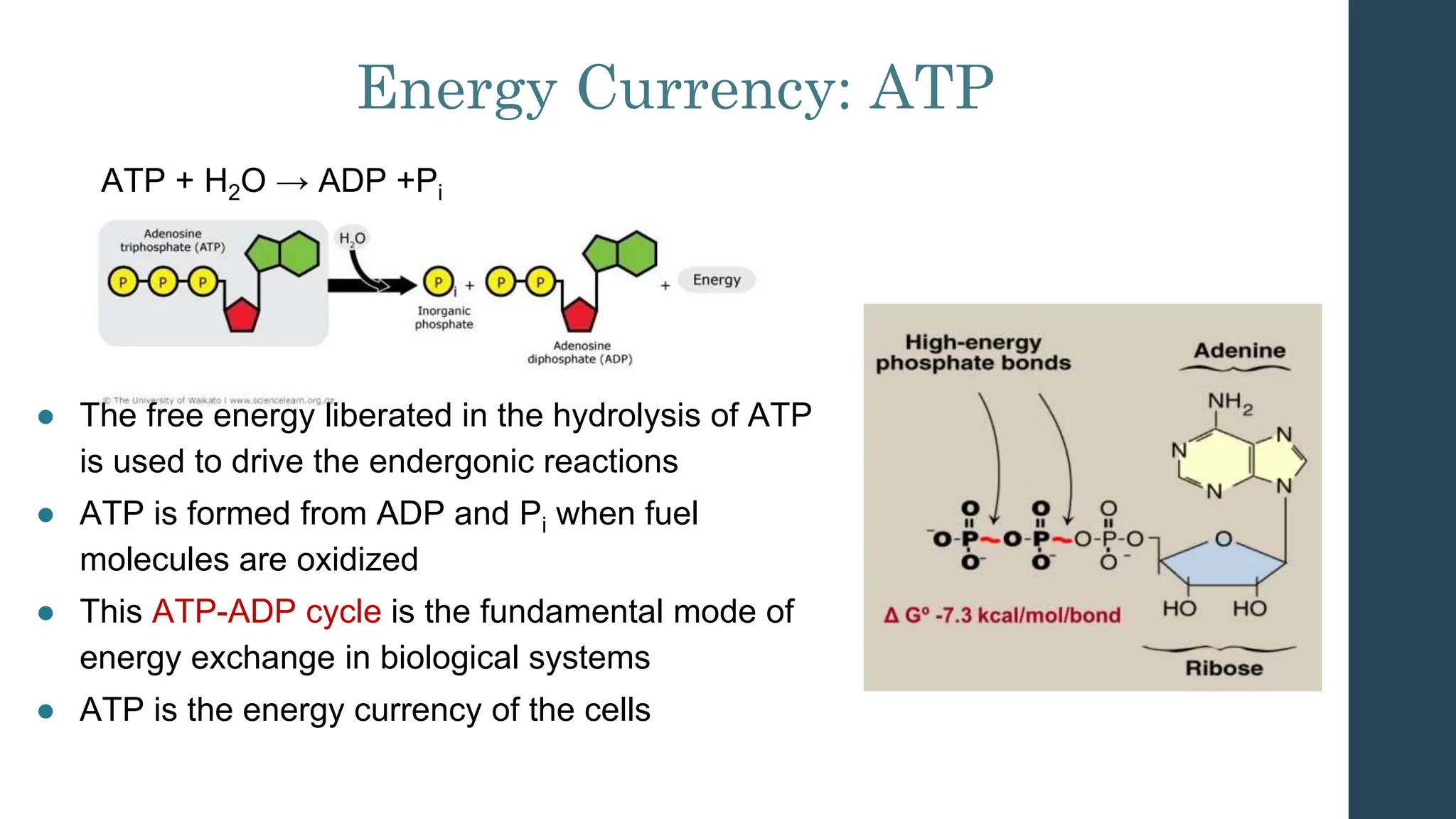 Introduction to metabolism.pptx biotechnology engineering | PPT