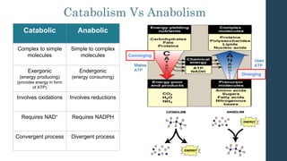 Introduction to metabolism.pptx biotechnology engineering | PPT