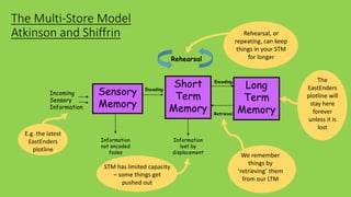 9 intro to multi-store model of memory | PPTX | Internet for Beginners ...