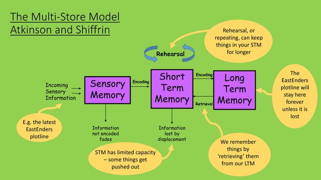 9 intro to multi-store model of memory | PPTX | Internet for Beginners ...