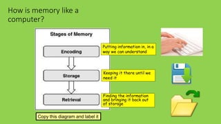 9 intro to multi-store model of memory | PPTX
