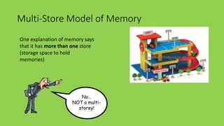 9 intro to multi-store model of memory | PPTX
