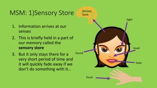 9 intro to multi-store model of memory | PPTX