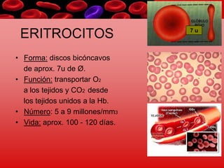 La Sangre | PPTX