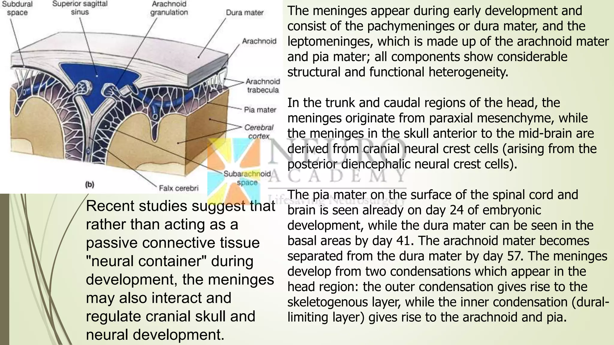 Multiple Meningiomas and Meningiomatosis. Molecular Pathogenesis | PPTX
