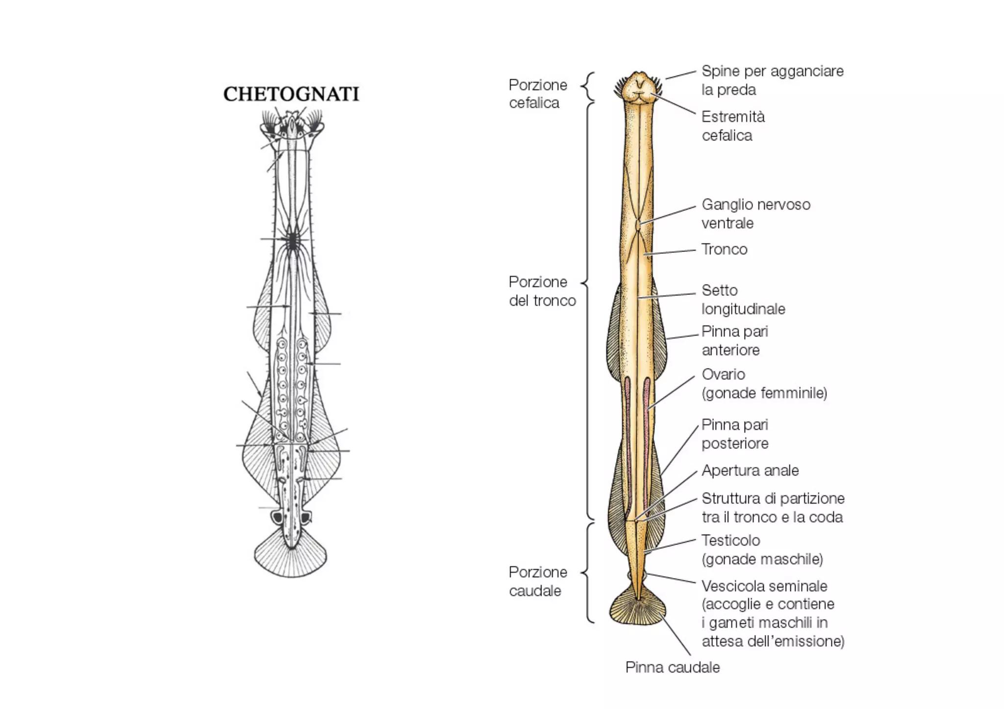 9.nematodi | PDF