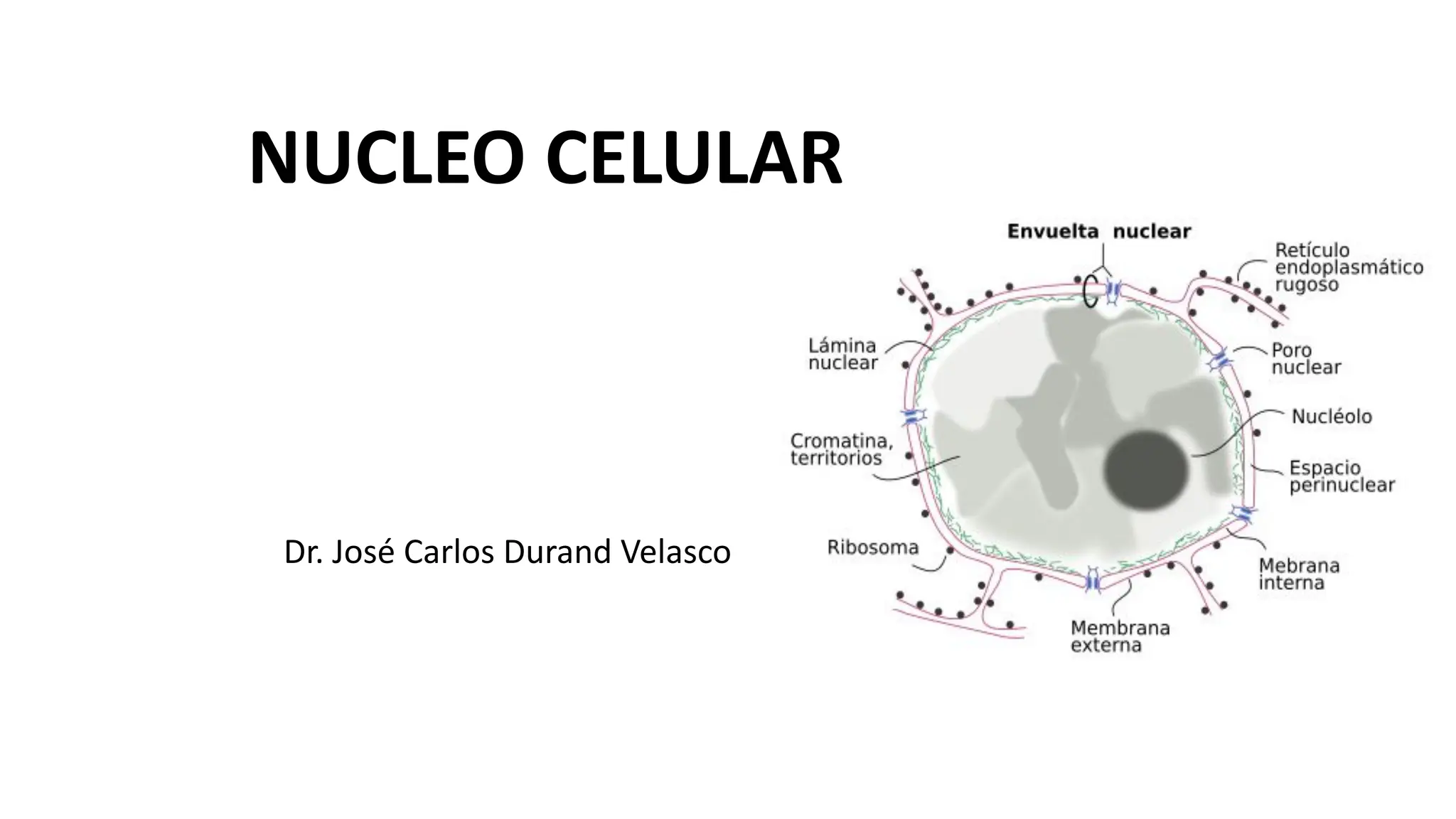 NUCLEO CELULAR - BIOQUÍMICA Y BIOLOGÍA MOLECULAR | PPT