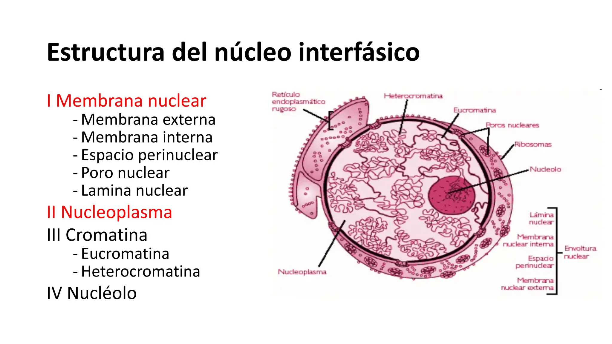 NUCLEO CELULAR - BIOQUÍMICA Y BIOLOGÍA MOLECULAR | PPT
