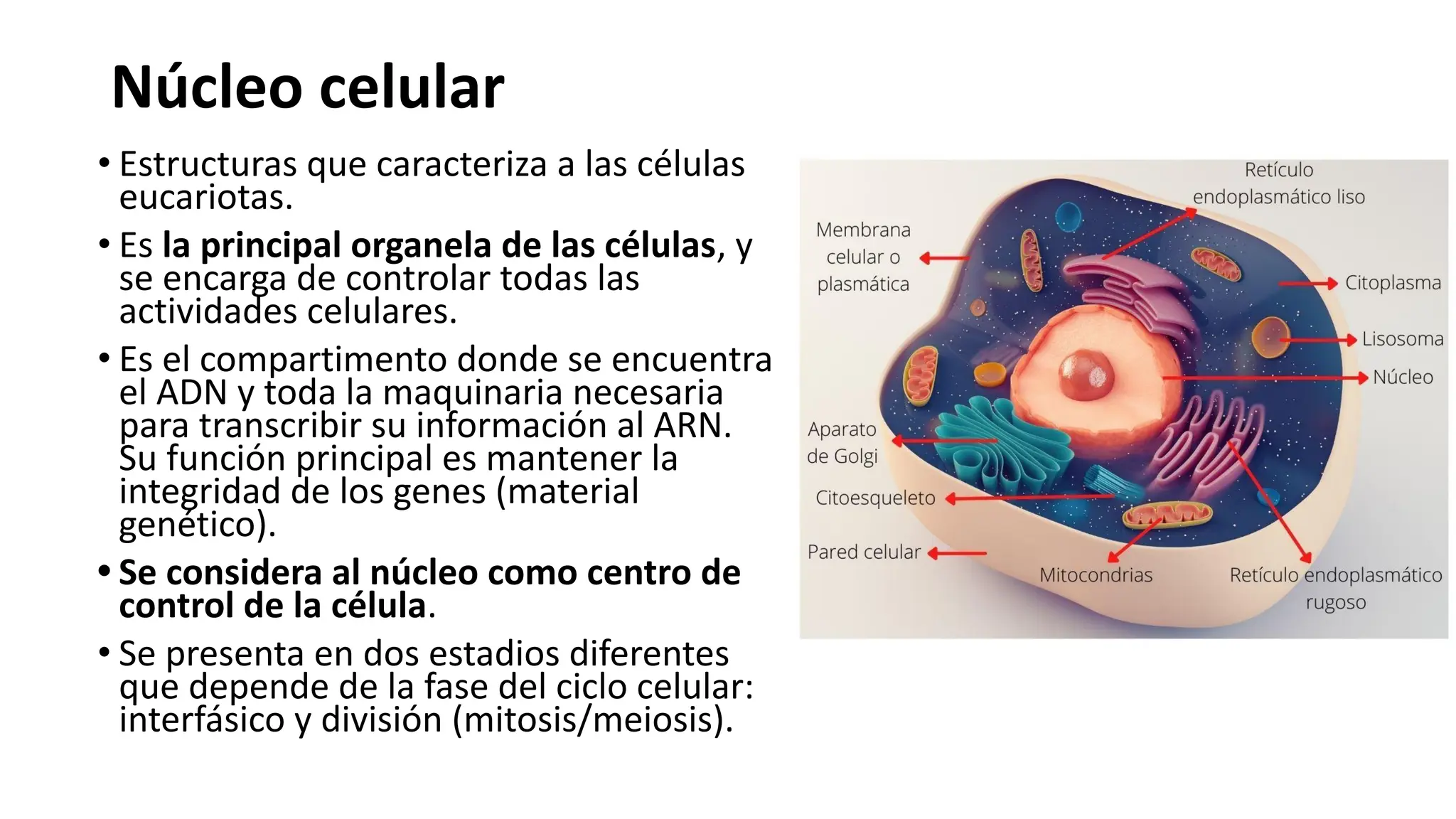 NUCLEO CELULAR - BIOQUÍMICA Y BIOLOGÍA MOLECULAR | PPT