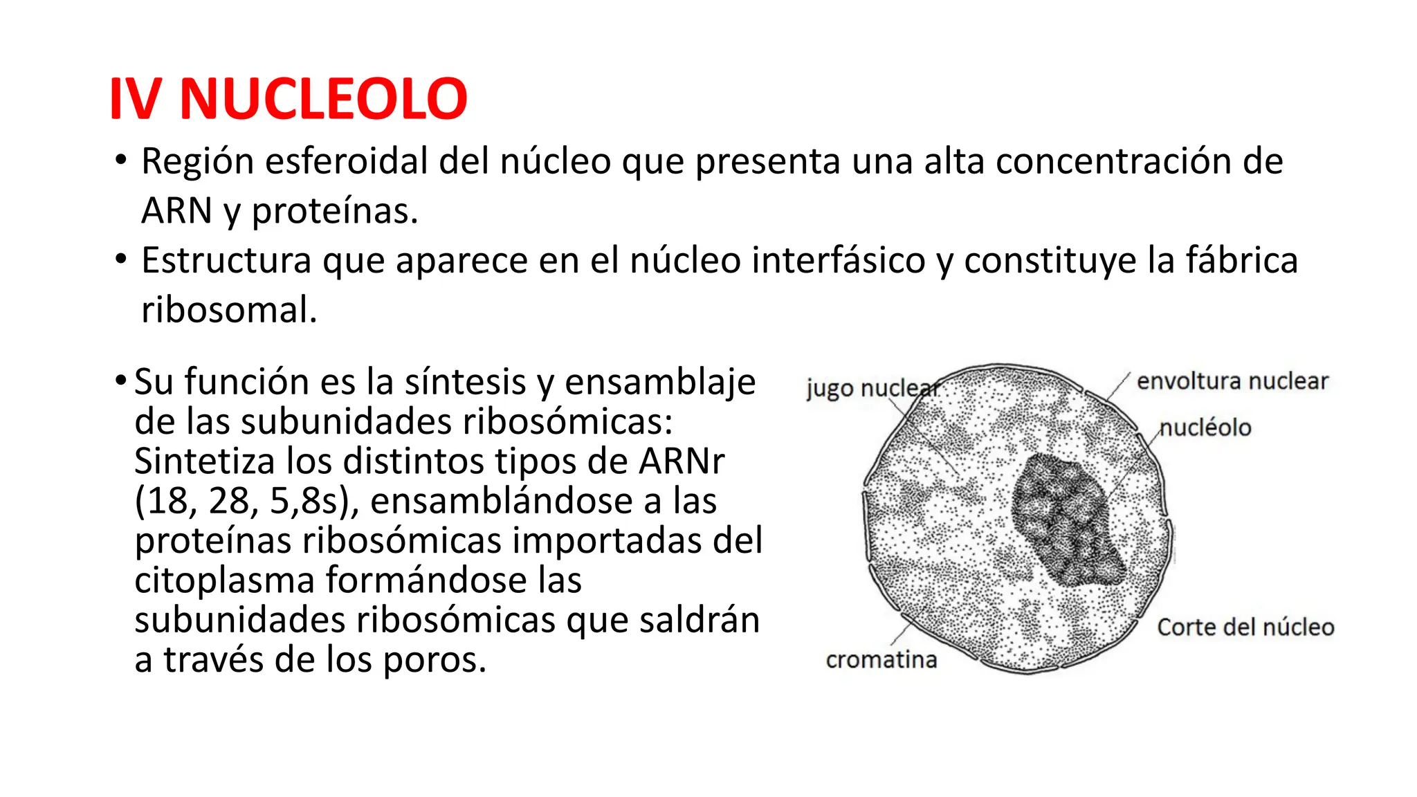 NUCLEO CELULAR - BIOQUÍMICA Y BIOLOGÍA MOLECULAR | PPT