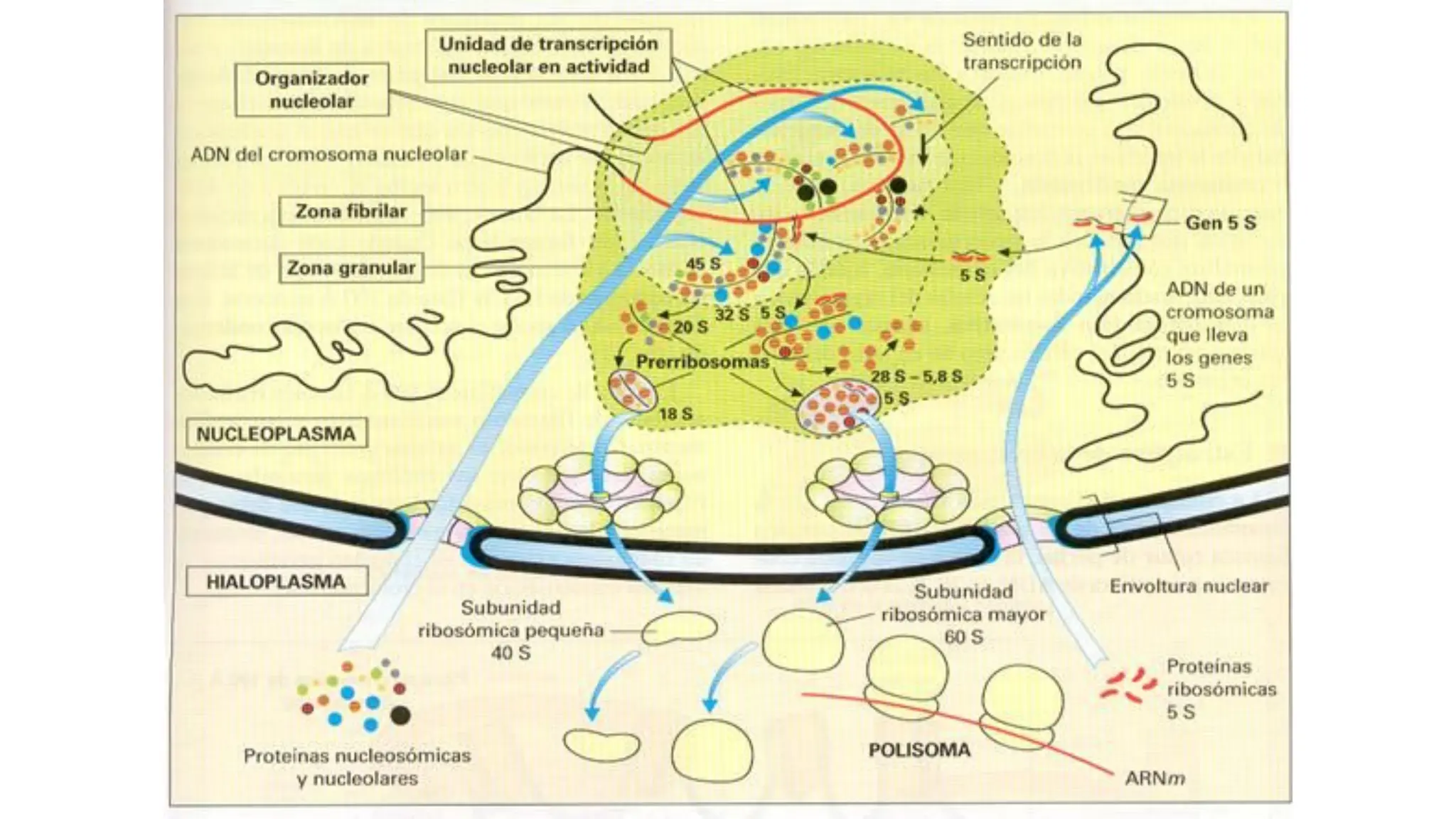 NUCLEO CELULAR - BIOQUÍMICA Y BIOLOGÍA MOLECULAR | PPT